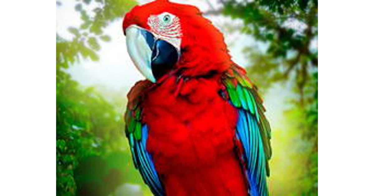 Parrot Simulator - Play Parrot Simulator Online - BestGames.Com